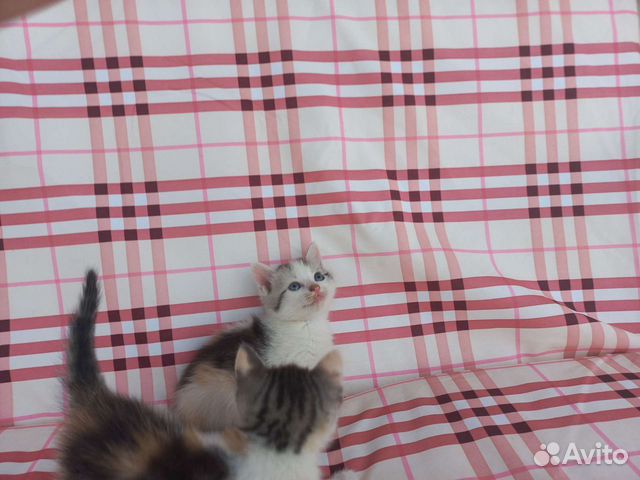 Кошка