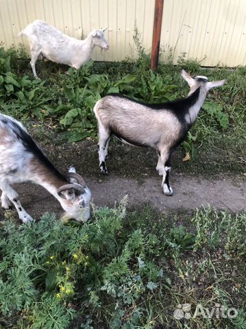 Козёл 5 месяцев