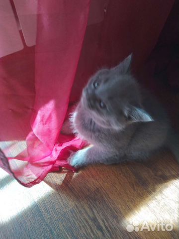 Котята в добрые руки бесплатно