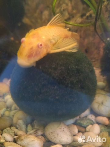 Кладофора шаровидная