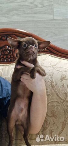 Чихуахуа mini мальчик