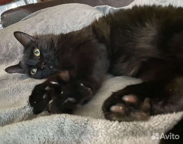 Котик Массажист