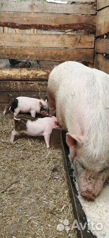 Поросята дикий кабан и вьетнамских вислобрюхих и