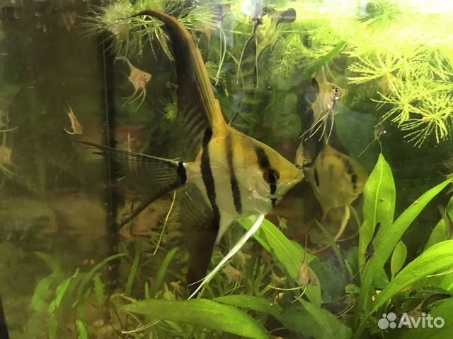 Скалярии молодь