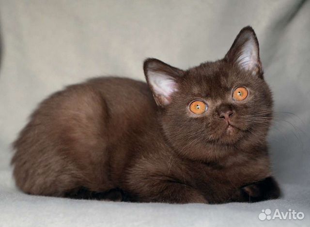 Британский котенок мальчик