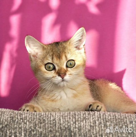 Британская золотая шиншилла