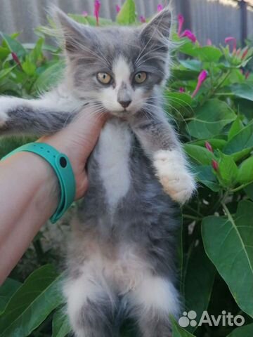 Котята в добрые руки бесплатно