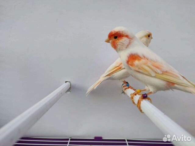 Канарейки мазайка