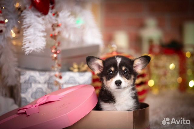 Мальчик пемброк, триколор