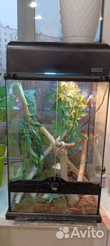 Хамелеон 3 месяца с террариумом 30х30х46(57) ламп