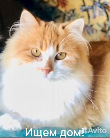 Сибирская кошка в добрые руки