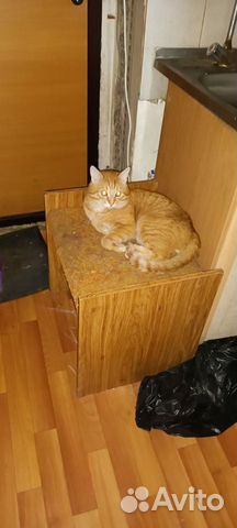 Отдам котика Рыжика