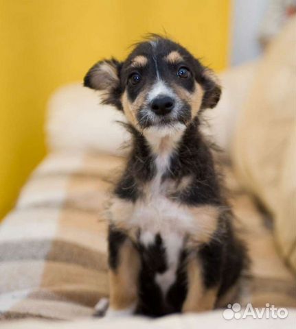 Забавный Нафаня в добрые руки