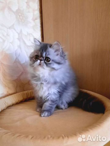 Персидская кошечка