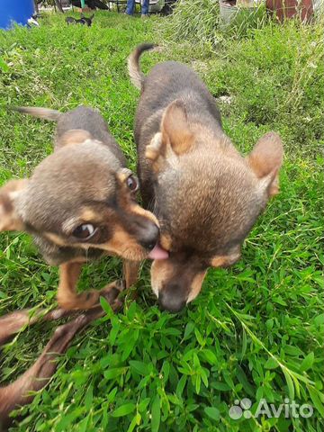 Той-терьер щенки