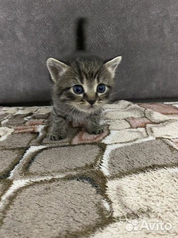 Котята британско - шотландские