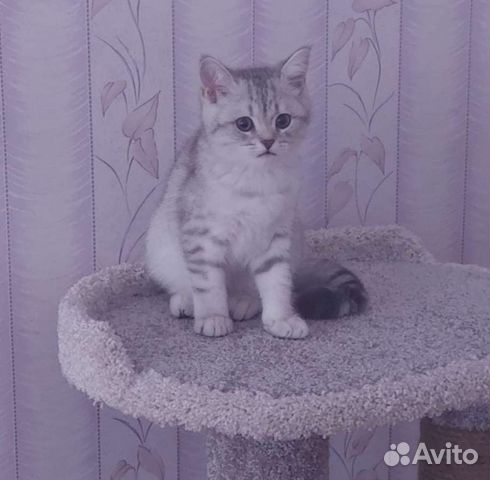 Британка в добрые руки