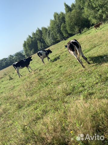 Телки голштинской породы