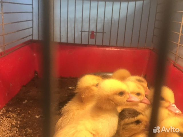 Мускусные утята индоутки