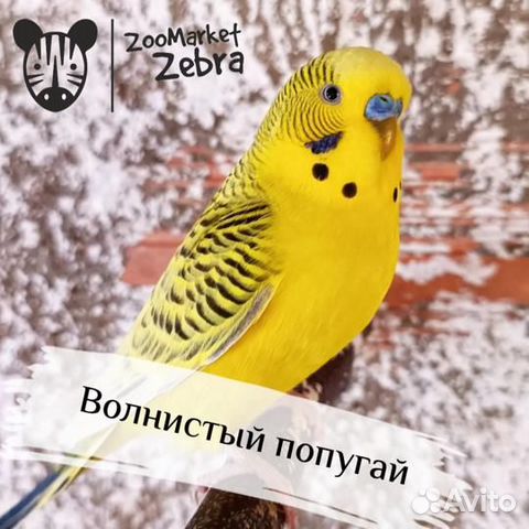 Попугаи волнистые / Неразлучники