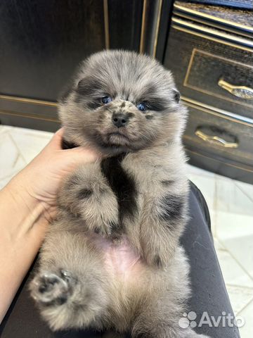 Мальчик шпиц блю/мерле blue глаза