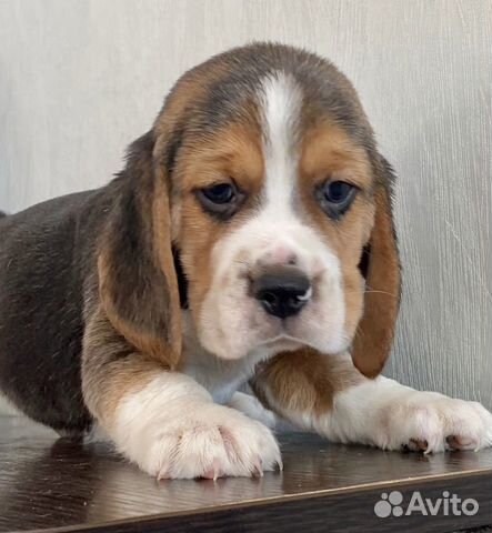 Бигль щенки мощные,мордатые