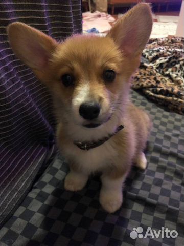 Вельш-корги пемброк