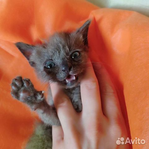 Кошка в дар бесплатно