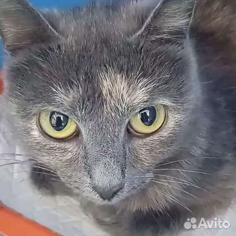 Кошка