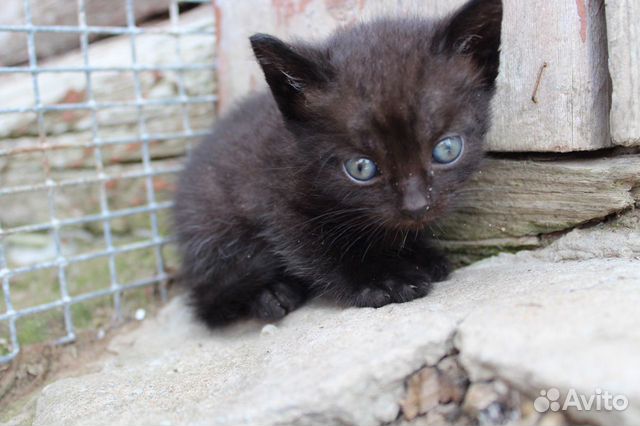 Котята в добрые руки. 3 девочки и черный мальчик