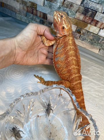 Бородатая агама