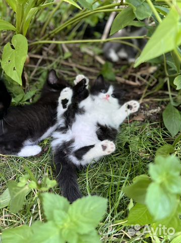 Котики бесплатно в добрые руки