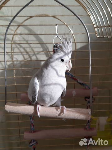 Безщекий корелла самец
