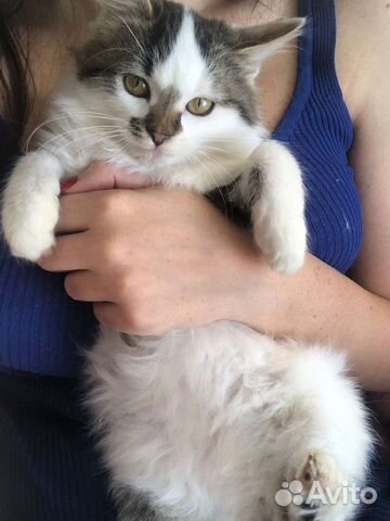 Котята в добрые руки бесплатно