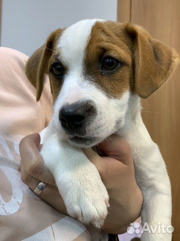 Джек Рассел терьер