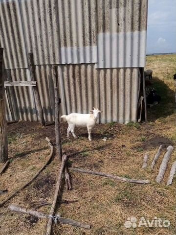Продаются козлята