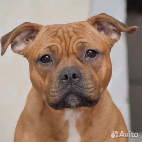 Девочка стаффи