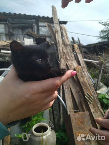 Помогите спасти котят
