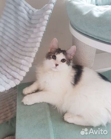 Котята Курильского бобтейла