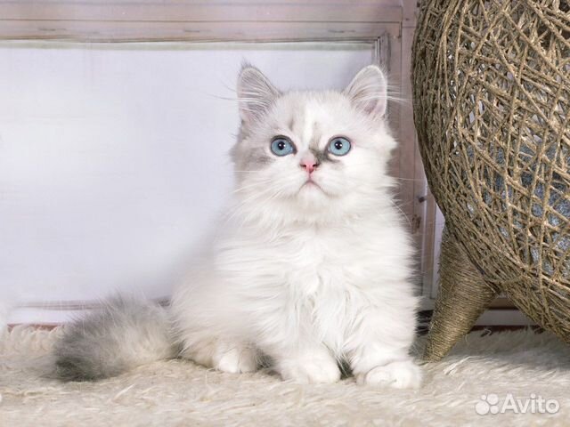 Манчкин в окрасе рэкдол