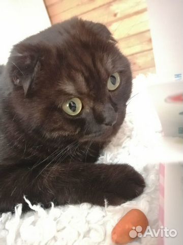 Потерялся кот