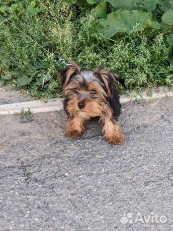 Йоркширский терьер 4мес