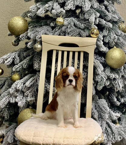 Малышка кавалер кинг чарльз спаниель