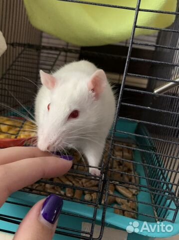 Крысы отдам бесплатно