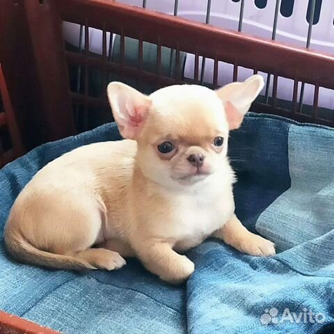 Сладкая карамелька