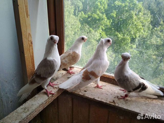 Голуби польская чайка