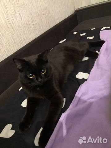 Черный котенок шотландец