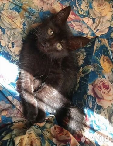 Котенок