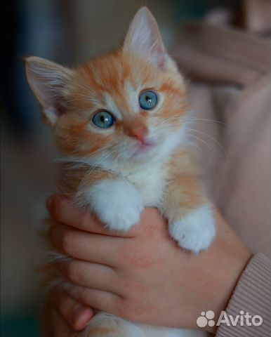 Котёнок солнышко