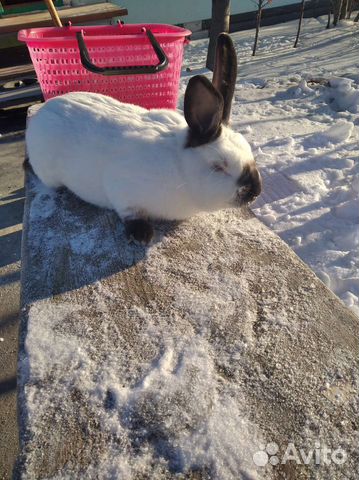 Калифорнийцы-самцы